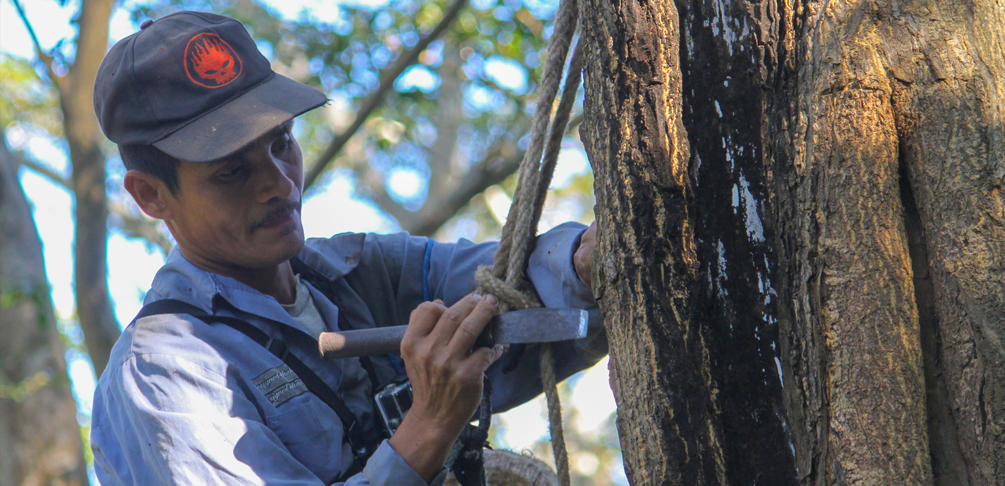 Nelixia | Peru Balsam