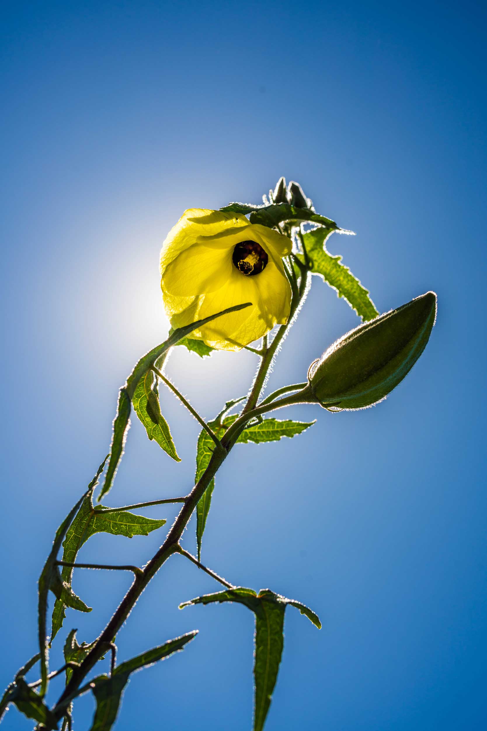 Ambrette Seeds – Nelixia